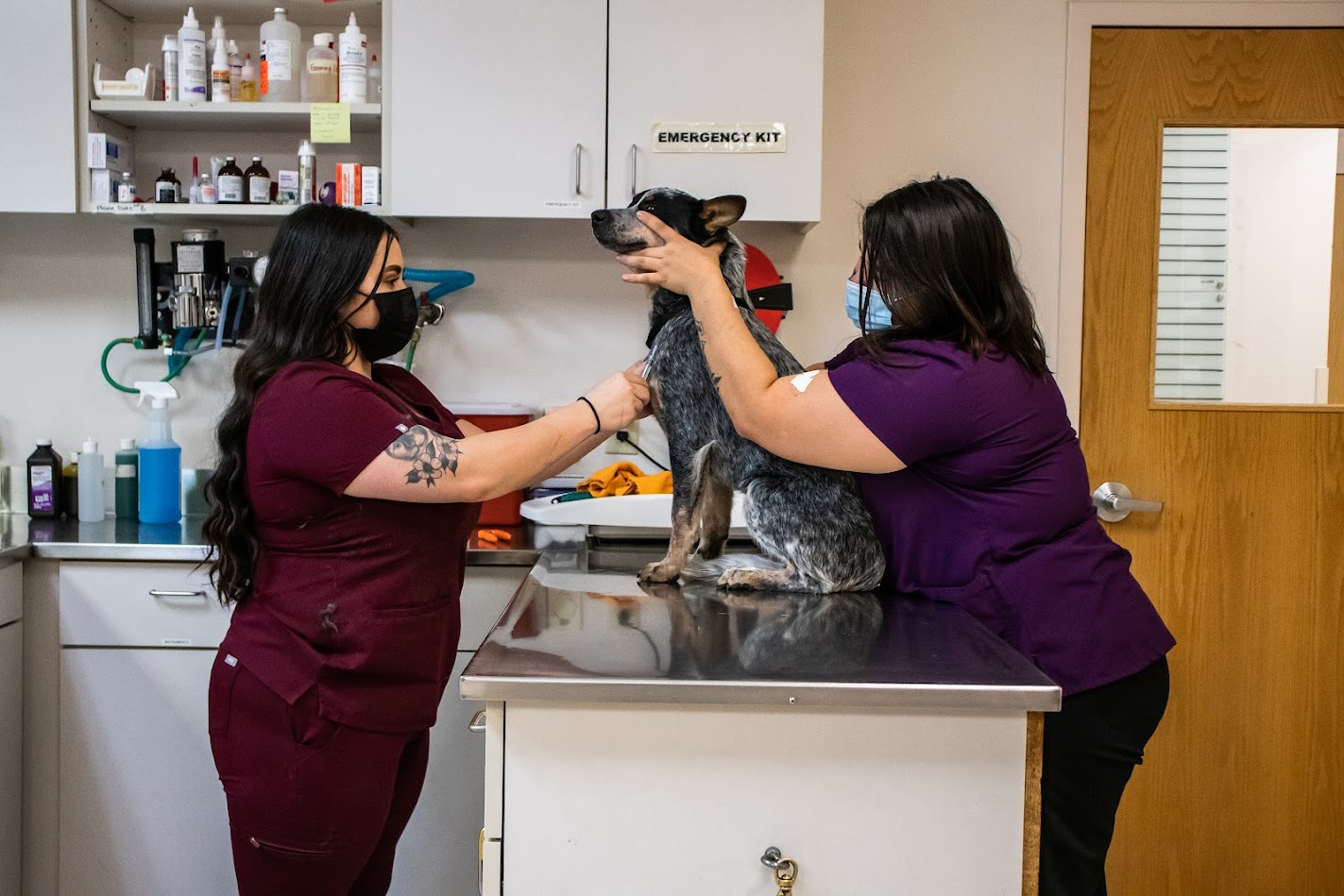 Dog Care in Central Point, OR | Crater Animal Clinic