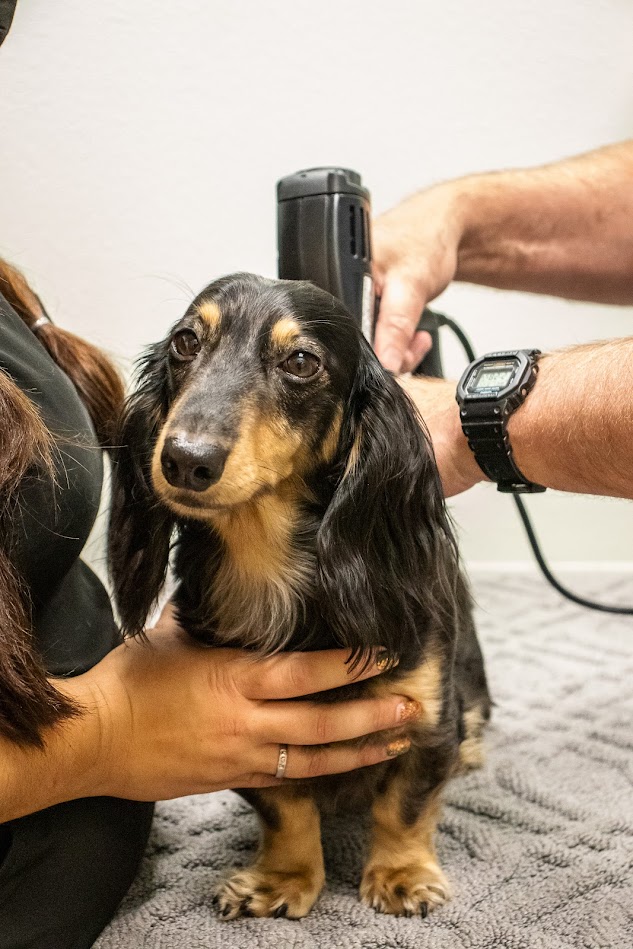 Veterinary Orthopedic Manipulation(VOM) in Central Point, OR | Crater ...